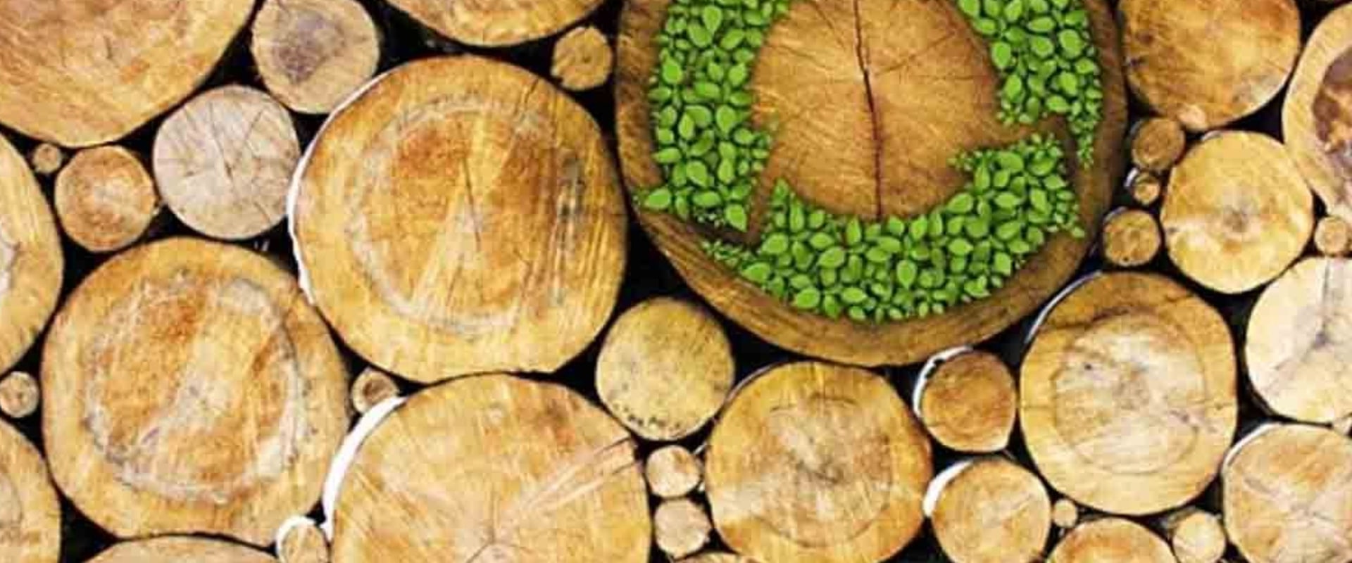 Timber - A Comprehensive Overview